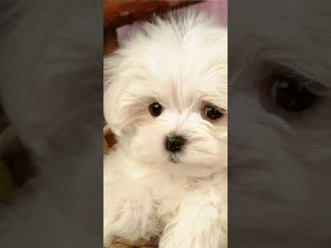Teacup maltese live wallpaper | Sad Puppy Dog Photos | Cute Pet Animals Wallpaper