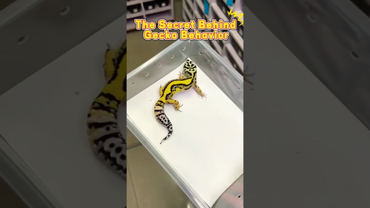 The secrets behind gecko behavior #reptiles #petgecko #gecko #geckolife #lizard #cute #animals
