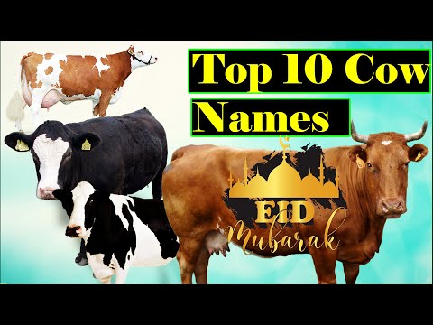 Top 10 Best Cow Names