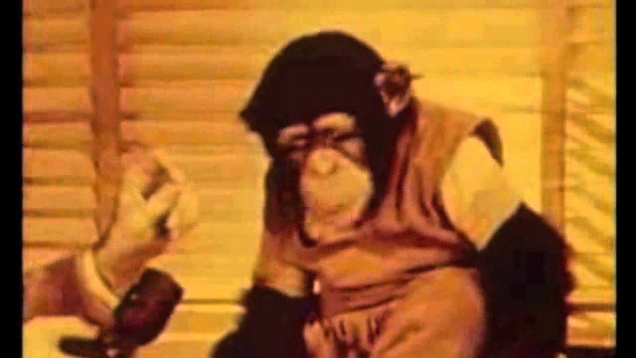 Baby Chimp Learns To Speak!