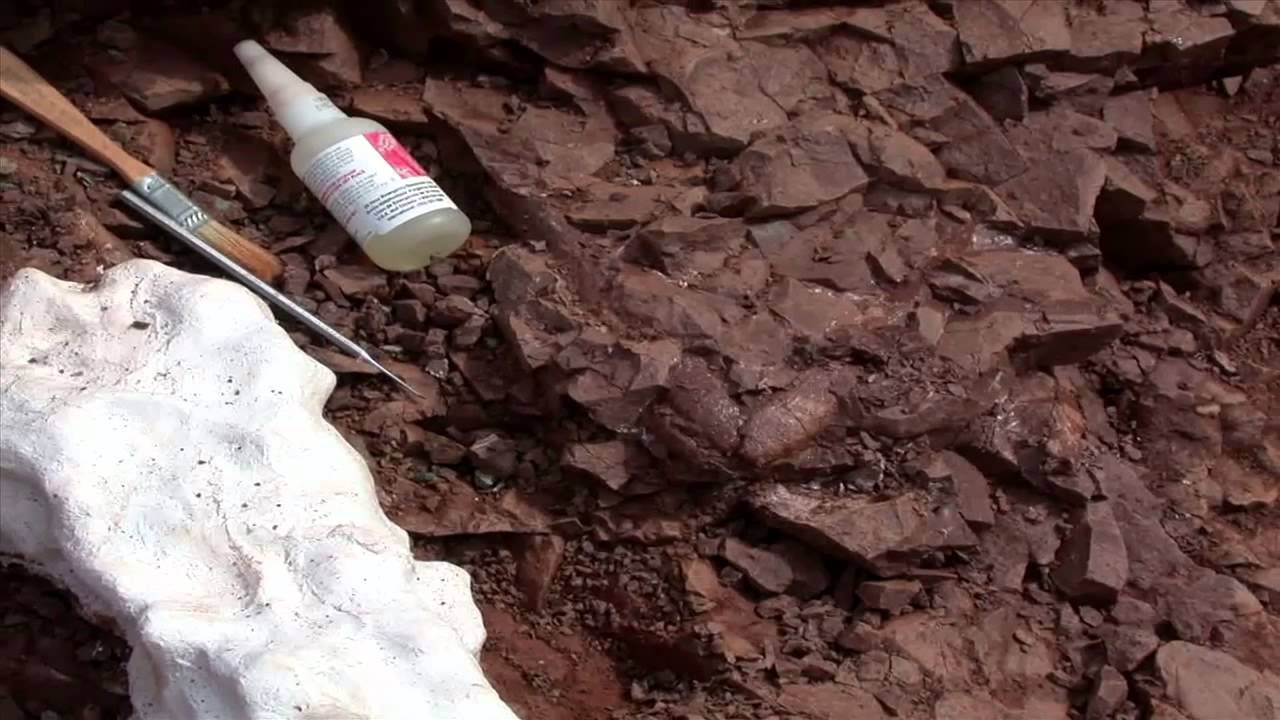Tiktaalik and the Fossil Record — HHMI BioInteractive Video