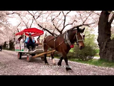 JG 4K 岩手 北上展勝地  Kitakami Tenshochi cherry blossoms,Iwate