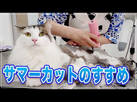 [Chloe] Summer in Japan is hot, so a summer cut will keep you cooler | Your cat will be more comf...