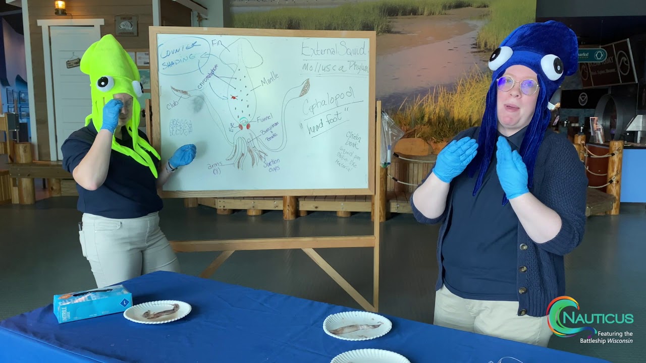 Nauticus Virtual Adventures: Squid Dissection