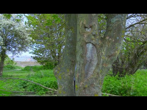 Tree Decay Detection System