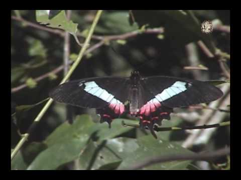 Cycle de vie du Parides ascanius | lepidopteres and co