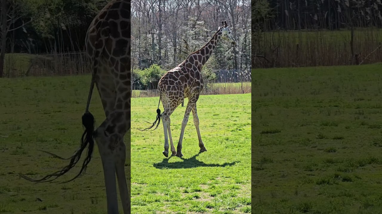 Cape May Zoo is totally FREE! So many animals, beautiful walking paths, and open all year round