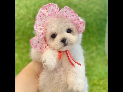Bichonfrise sale, korea puppies (비숑프리제 분양) #shorts