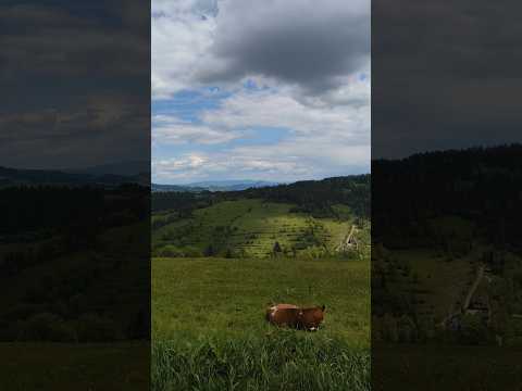 Czarna Góra 902 m n.p.m. „Litwinka” - widok na Góry Pieniny i Gorce. #mountains #adventure #travel