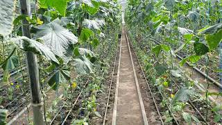 Огурец СВ 4097 ЦВ: отзывы, описание сорта, фото, видео, отзывы ...