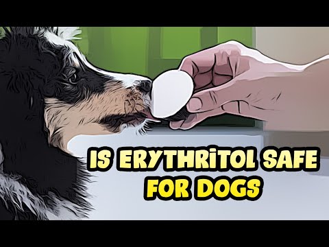 Is Erythritol Bad for Dogs and Puppies to Have?