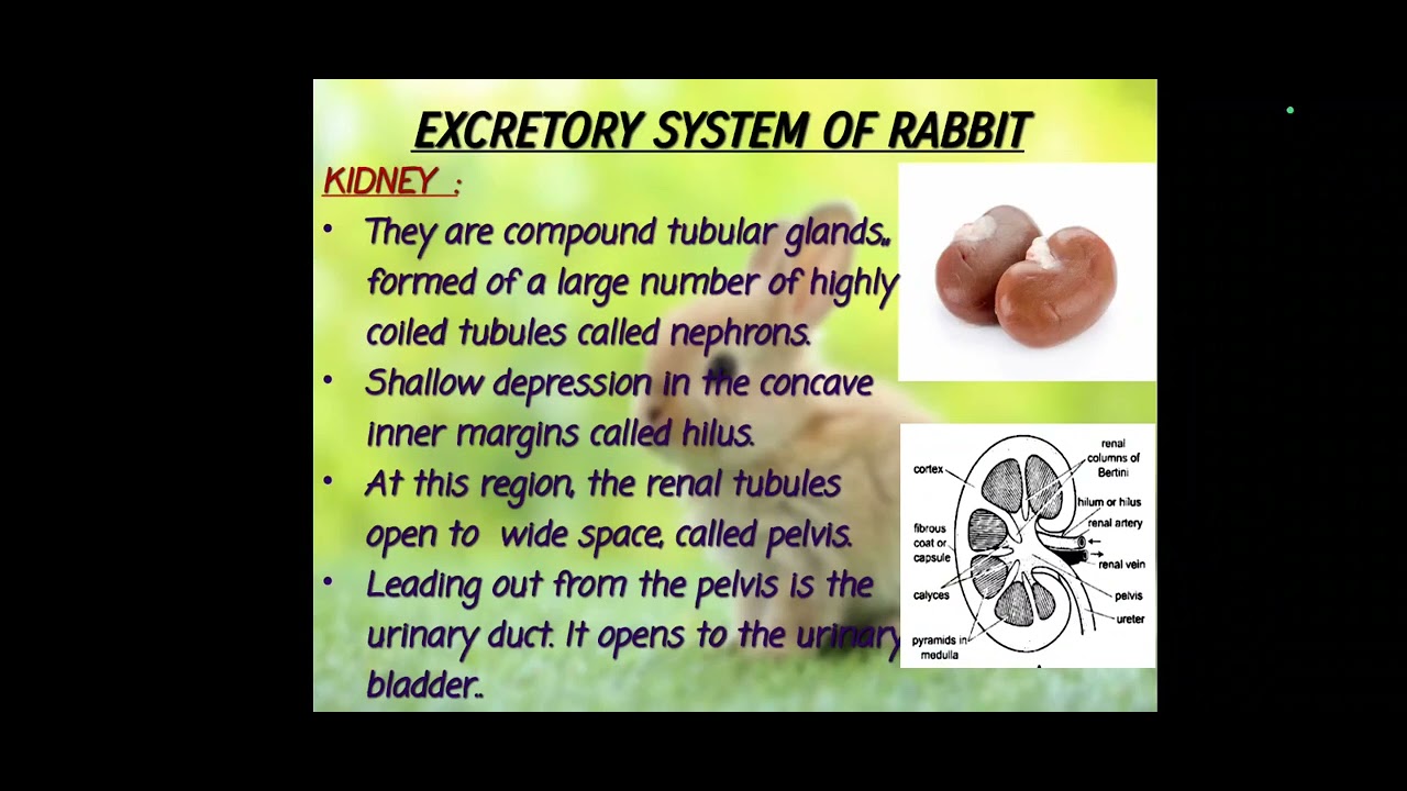 EXCRETORY SYSTEM OF RABBIT(ORYCTOLAGUS CUNICULUS)|EUROPEAN RABBIT