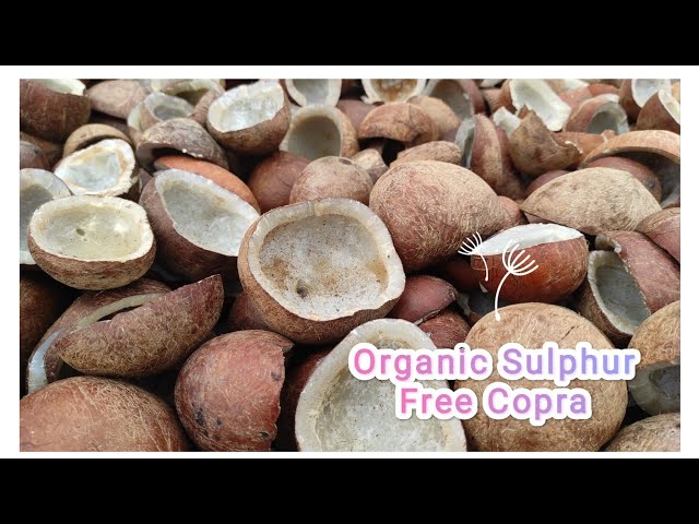 Coconut Copra - Dried Coconut Copra Trader - Retailer from Chennai