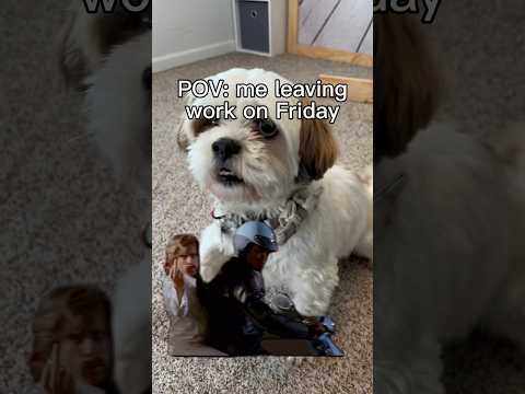 Leaving Work On Friday #memesdaily Funny Working Memes #shorts Meme Mojo the Dog 🐶 Cute Dogs