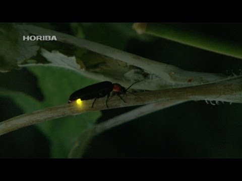 firefly