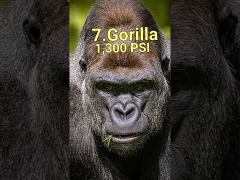 TOP 10 Animals with the strongest bite force#top10 #animals#psi#shorts#facts