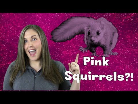 Fluorescent pink flying squirrels in North America | Dear Kitty. Some blog