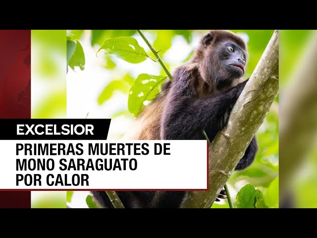 Realizan estudios para salvar al mono saraguato de extinción
