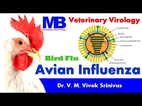 AVIAN INFLUENZA | Microbiology | Vivek Srinivas | #Birdflu #Avianflu #H5N1 #Veterinaryscience