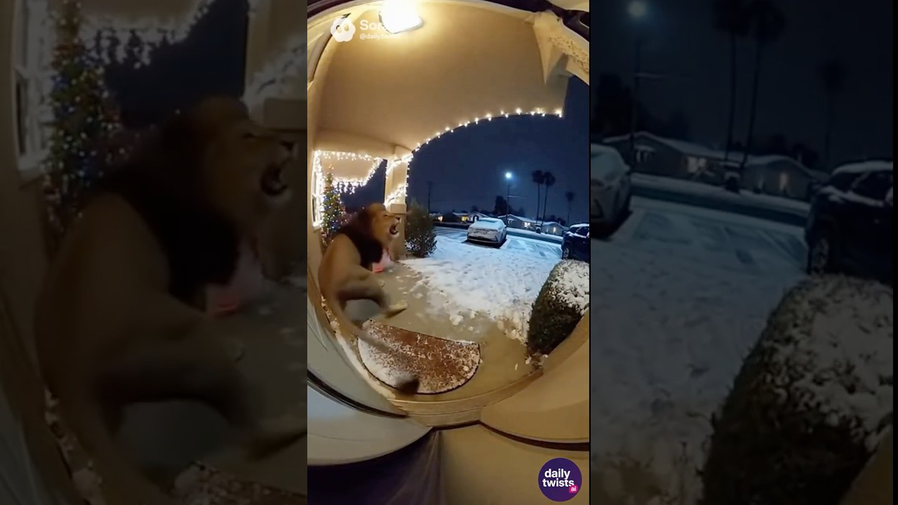 Lion wants to sleep..