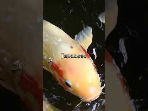 Oldest Fish In History 🐟