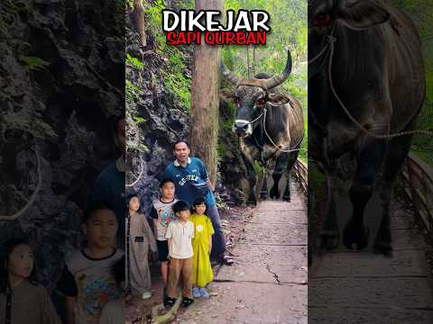 Apa❗Dikejar Sapi Qurban yang Lepas❗Begini cara buatnya❗#editing #tutorial