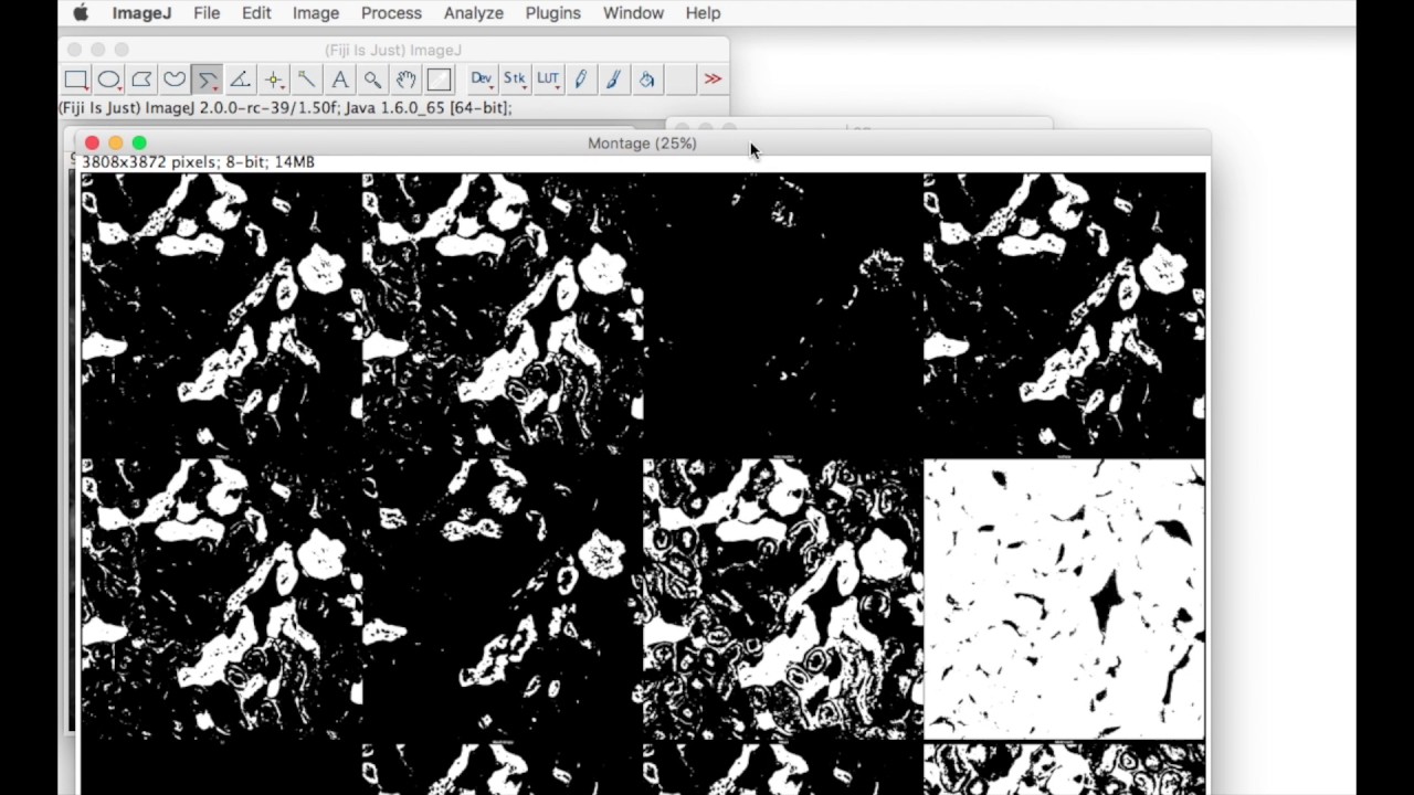 FIJI for Quantification: Auto Threshold