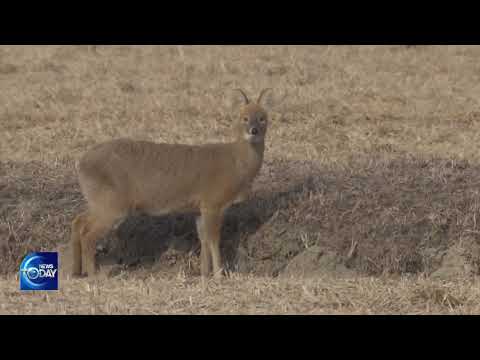 SEJONG'S NATURAL HABITAT IN DANGER (News Today) l KBS WORLD TV 220203