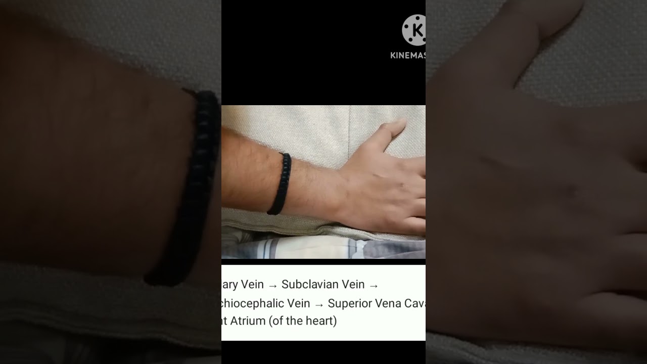 information about basilic and cephalic vein function location and anatomy#cephalicvein #basilicvein