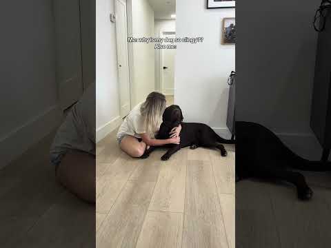 Why is my dog so clingy 🤣 #puppy #retreiver #dog #dogmom #labradorretriever #labrador