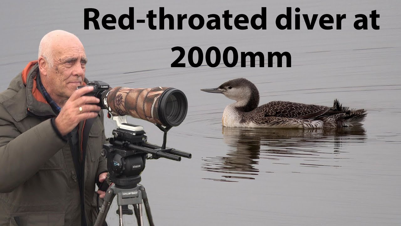 Red-throated diver photography