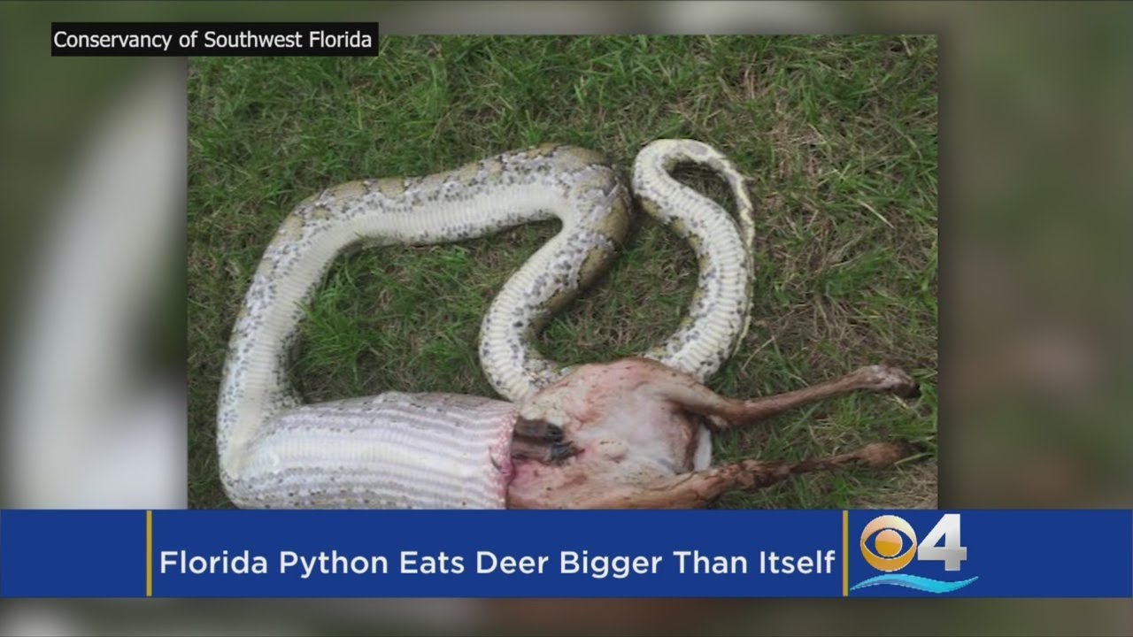 Burmese Python Eats Deer Weighing More Than Python Itself