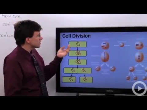 Cell Division