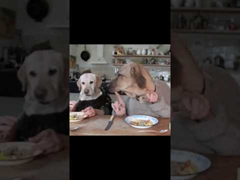 You laugh you lose Funny videos with gifs #6 #shorts