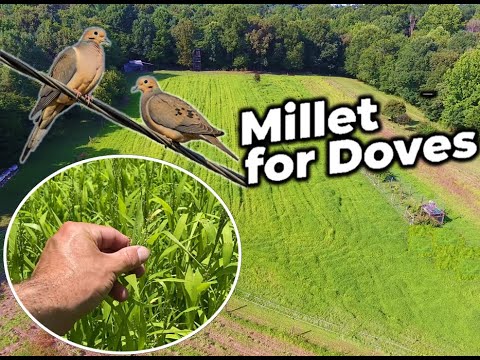 We Have SEED Just 42 DAYS After Planting the Dove Field