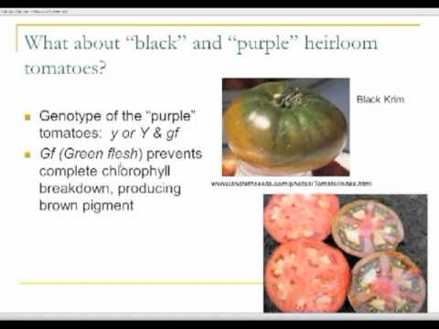 Breeding for Nutrition Part 2: Breeding Tomatoes for Increased Flavonoids
