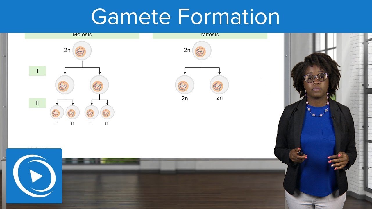 Gamete Formation – Physiology | Lecturio Nursing