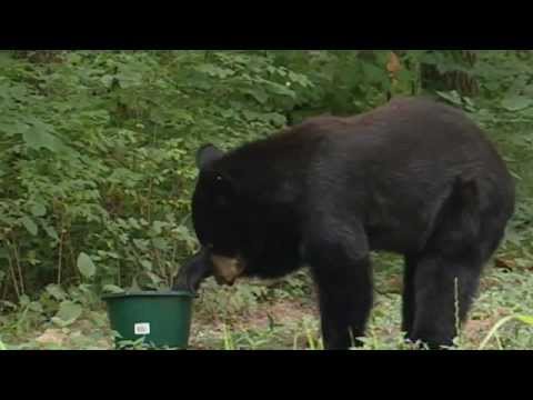 Be Bear Aware