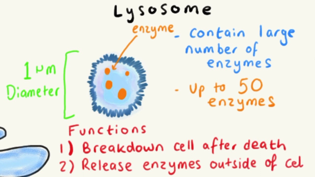 LYSOSOMES - STRUCTURE AND FUNCTION EXPLAINED FAST!