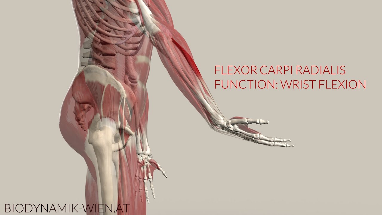 Flexor Carpi Radialis Function Wrist Flex 3D Animation