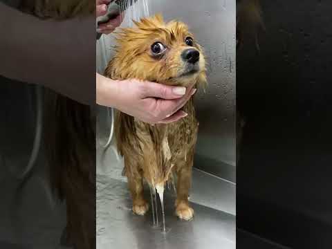 Pomeranian Dog Grooming