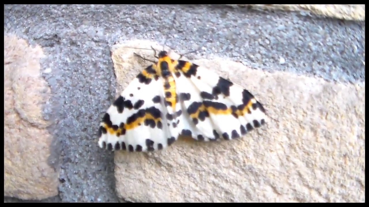 Magpie moth (Abraxas grossulariata) breeding