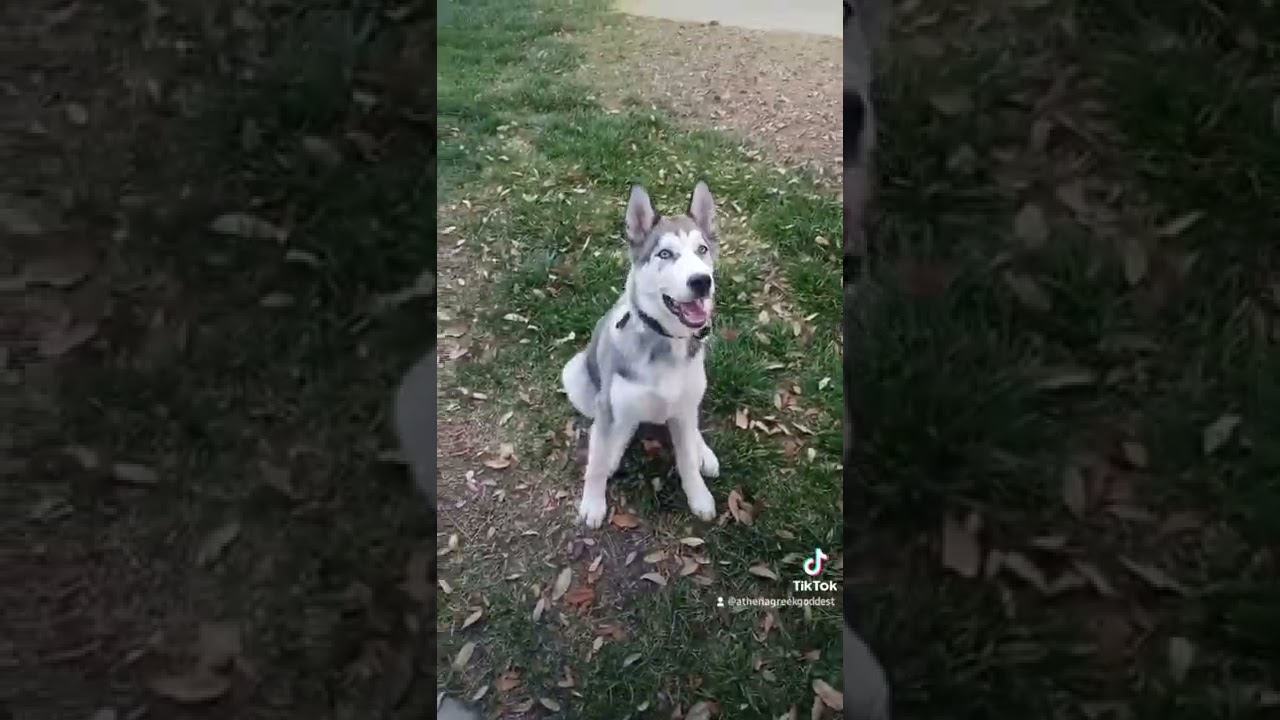 Athena Training in Progress