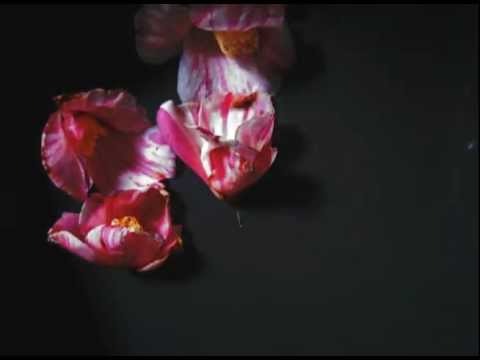 Panopticon/Camellia TRAIN