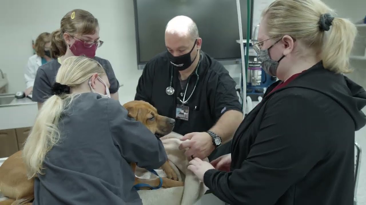 Tri-C Vet Tech Program: What is a Veterinary Technician?