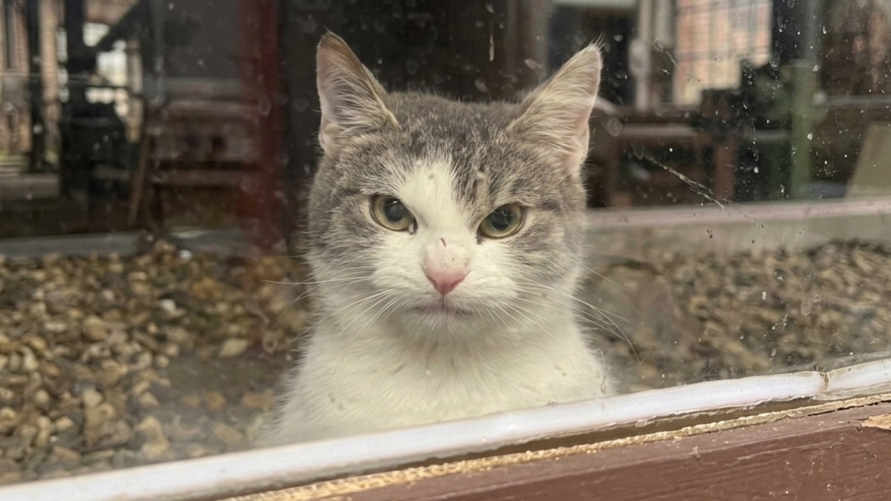 When You Live With a Grumpy Cat