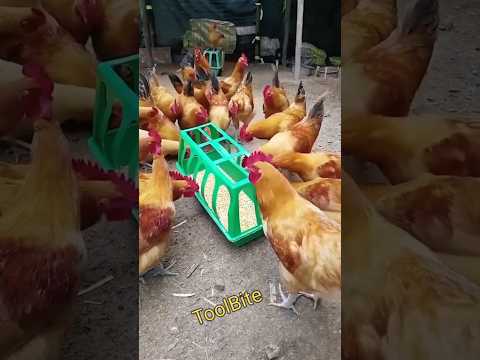 Best Chicken Feed Trough for Backyard Poultry – Easy & Efficient! #diytools