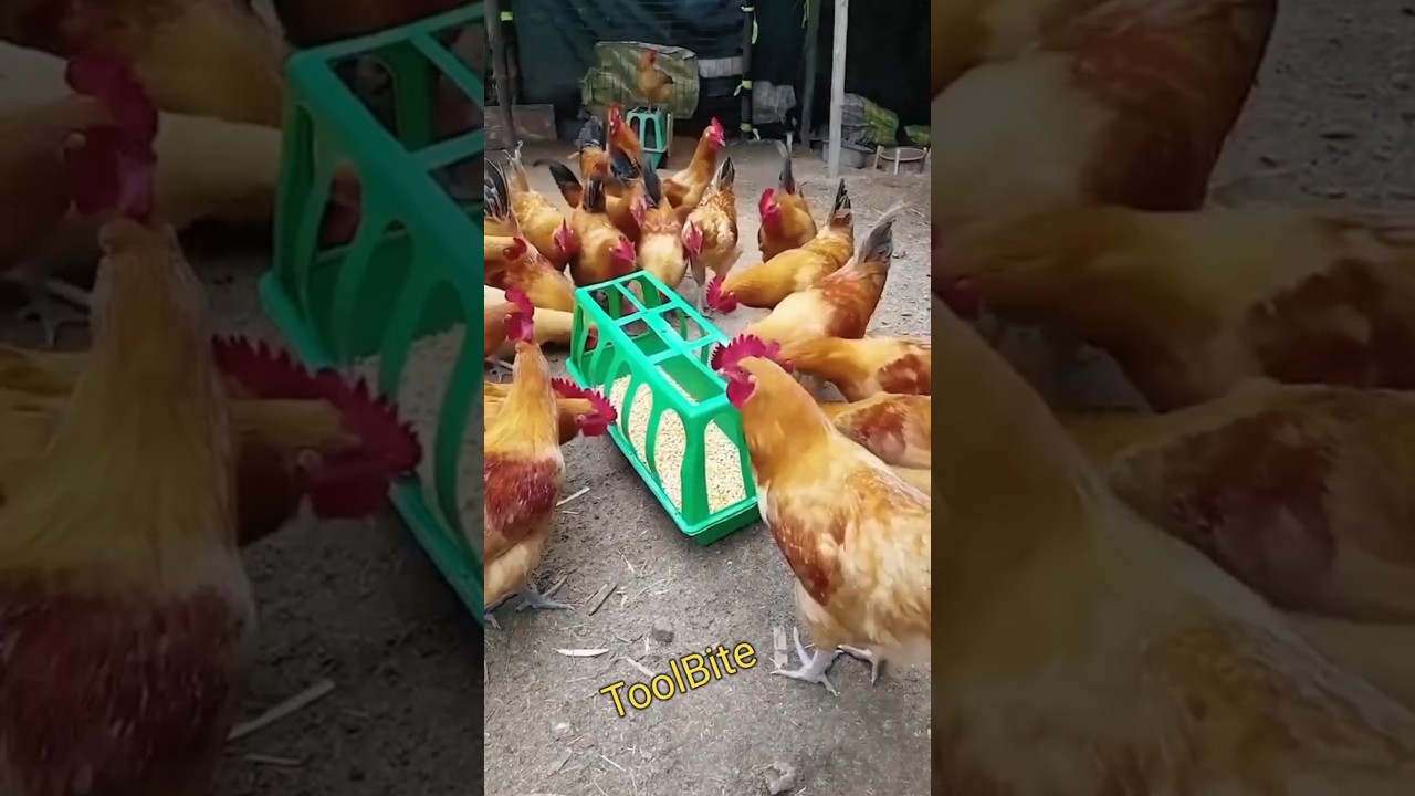 Best Chicken Feed Trough for Backyard Poultry – Easy & Efficient! #diytools