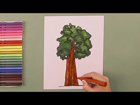 How to Draw a Redwood Tree Step by Step – I'm Youtuber – Follow my ...