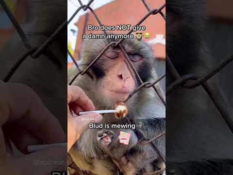 Calm monkey